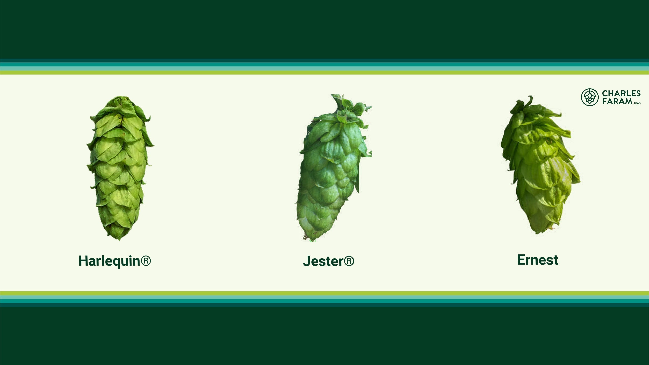 Hop varieties bridging the gap between old and new world – Carwyn Cellars