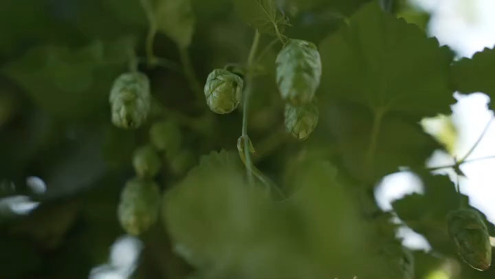 Swiping Right on Fresh Hops – Carwyn Cellars