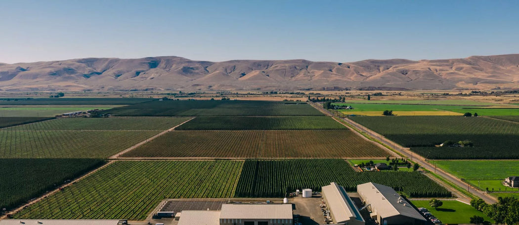 Yakima Chief Hops – The Chief of American Hops – Carwyn Cellars